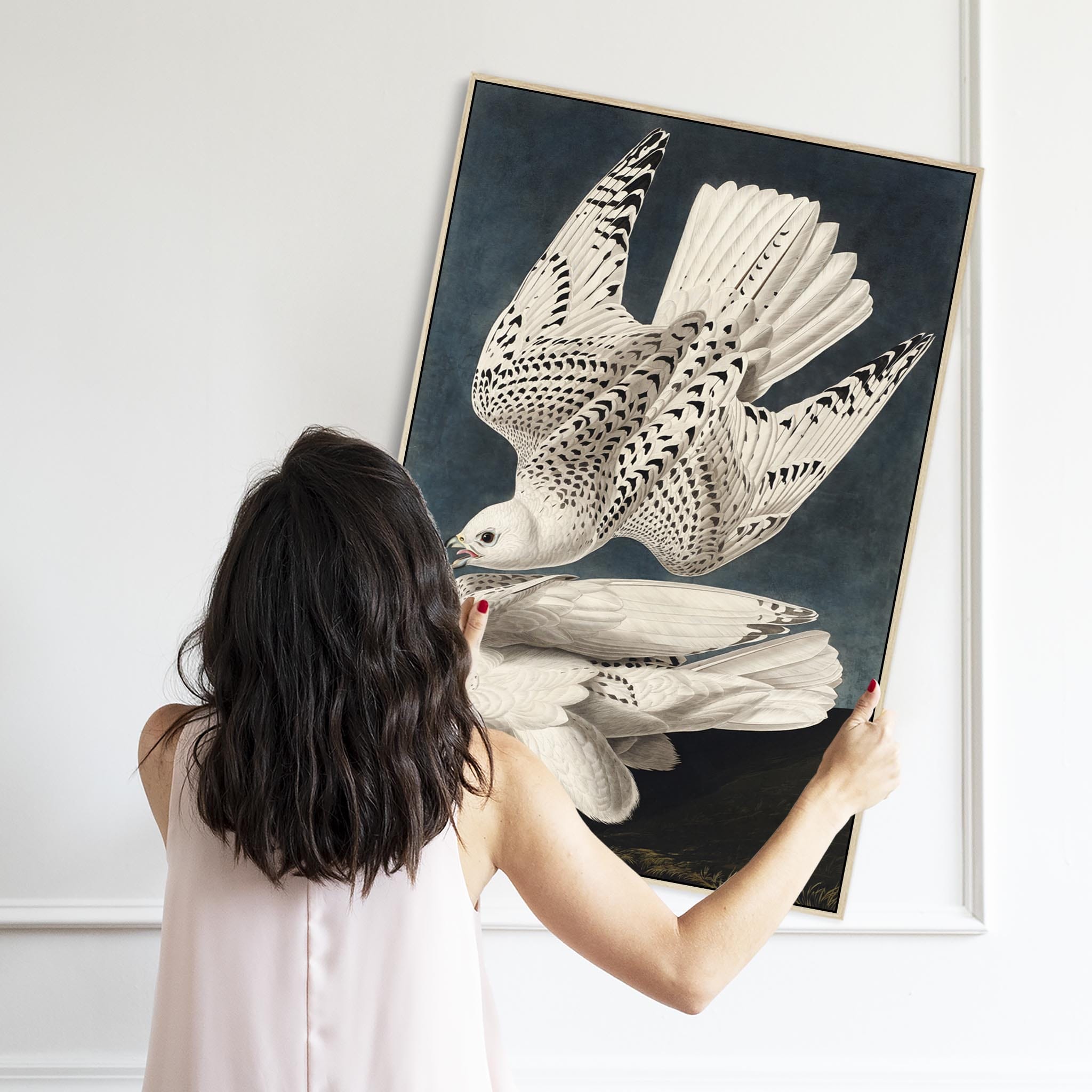 Iceland or Jer Falcon - Framed Canvas Wall Art - John James Audubon