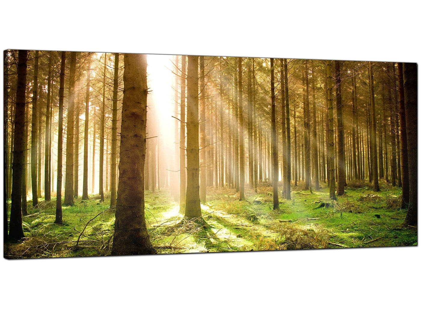 Modern Green Forest Woodland Sunlight Trees Canvas